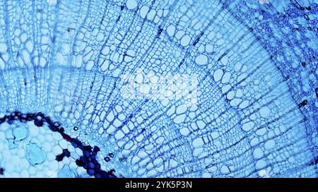 Tilia Stem under Optical Microscope Stock Photo - Alamy