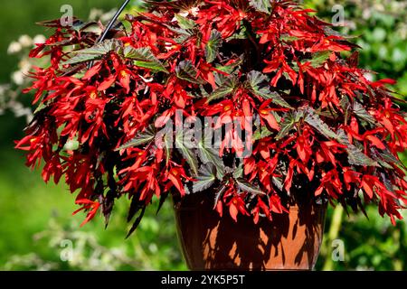 Begonia 'Bonfire', Begonia 'Bonfire', Begonia boliviensis, Bolivian ...