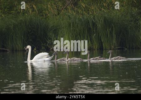 Mother swan with her cubs swim in the lake Stock Photo Stock Photo - Alamy