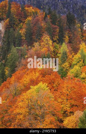 Autumn Mixed Forest, Bavarian Alps, Hohenschwangau, Füssen, Ostallgäu ...