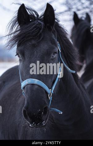Portrait of a Friesian horse in winter time Stock Photo - Alamy