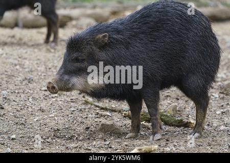 Catagonus wagneri, known as the Chacoan peccary, is an endangered ...