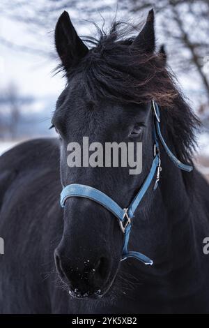 Portrait of a Friesian horse in winter time Stock Photo - Alamy