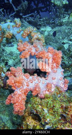 Multi-branched trees, Coral Reef, South Ari Atoll, Maldives, Indian ...