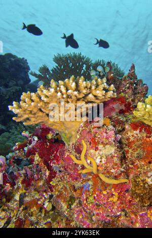 Coral Reef, Reef Building Coral, South Ari Atoll, Maldives, Indian ...