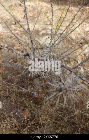 anage, bahia, brazil - june 26, 2024: Favela plant thorn - Cnidoscolus ...