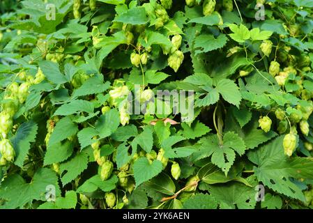 Hop fruits growing in the wild. Many green hop leaves, green background ...