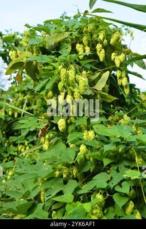 Hop fruits growing in the wild. Many green hop leaves, green background ...