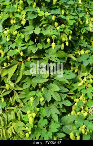 Hop fruits growing in the wild. Many green hop leaves, green background ...