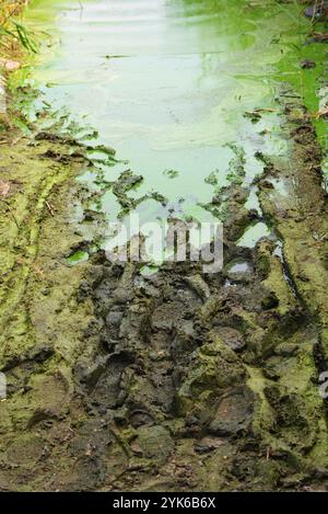 Samara river bank with bright green reeds in the water Dnipro, Ukraine ...
