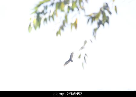 Turkey and Yellow-headed Vultures (Cathartes Stock Photo - Alamy