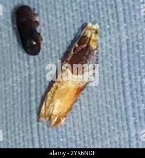Two-toned Ancylis Moth (Ancylis divisana Stock Photo - Alamy