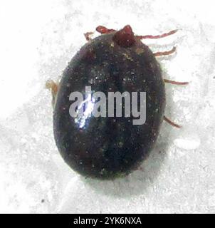 Pepper Ticks (Rhipicephalus Stock Photo - Alamy