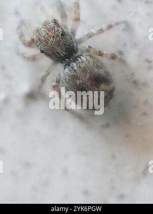 Asiatic Wall Jumping Spider (Attulus fasciger Stock Photo - Alamy