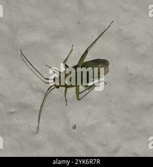 Black-kneed Capsid (Blepharidopterus angulatus Stock Photo - Alamy