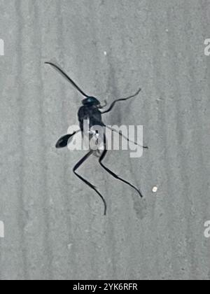 Blue-eyed Ensign Wasp (Evania appendigaster Stock Photo - Alamy