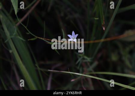 Marsh Bellflower (Palustricodon aparinoides Stock Photo - Alamy