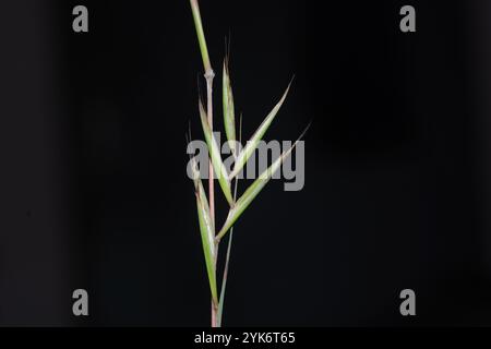 Broad-leaved Turpentine Grass (Cymbopogon caesius Stock Photo - Alamy
