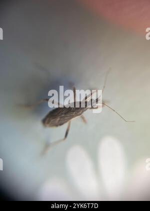 Grey Damsel Bug (Himacerus major Stock Photo - Alamy