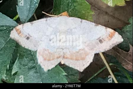 Red-headed Inchworm Moth (Macaria bisignata Stock Photo - Alamy