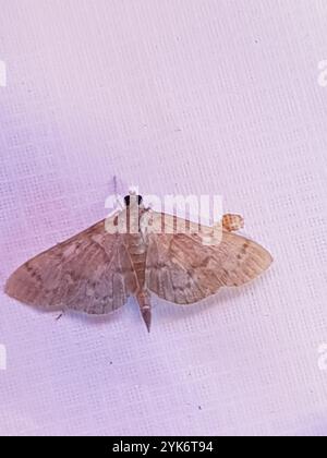 Serpentine Webworm Moth (Herpetogramma aeglealis Stock Photo - Alamy