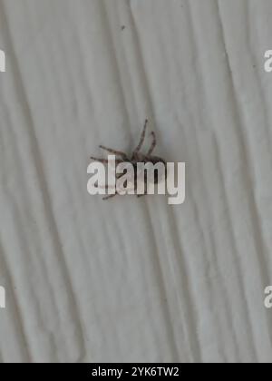 Asiatic Wall Jumping Spider (Attulus fasciger) Arachnida Stock Photo ...