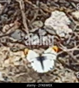 Desert Orange Tip (Colotis evagore Stock Photo - Alamy