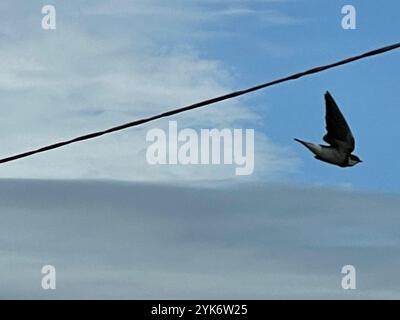 White-rumped Swallow (Tachycineta leucorrhoa) Aves Stock Photo - Alamy
