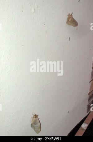 Pallid Emperor (Cirina forda Stock Photo - Alamy