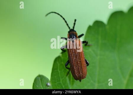 Cosnard's Net-Winged Beetle (Erotides cosnardi Stock Photo - Alamy