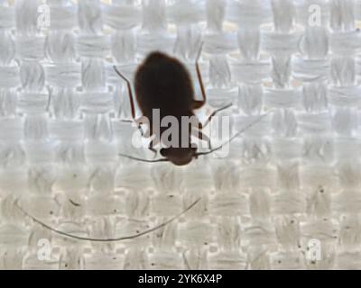 Granary Booklice (Trogiidae Stock Photo - Alamy