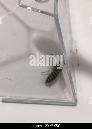 Ground Yellowjackets (Vespula Stock Photo - Alamy