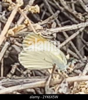 Desert Orange Tip (Colotis evagore Stock Photo - Alamy