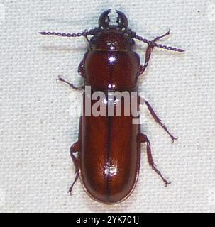 Pole Borer (Neandra brunnea Stock Photo - Alamy