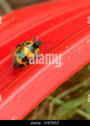 Anchor Stink Bug (Stiretrus anchorago) Insecta Stock Photo - Alamy