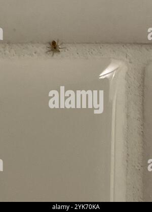 Wall Spider (Oecobius navus Stock Photo - Alamy