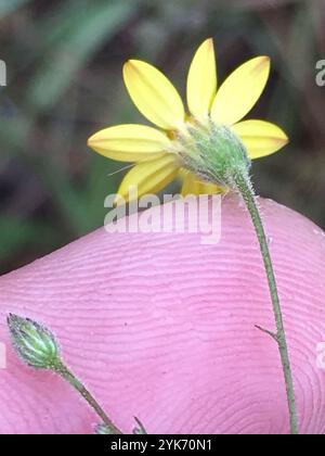 Slender Scratch Daisy (Croptilon divaricatum Stock Photo - Alamy