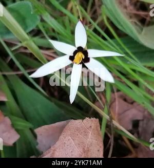 Stars (Pauridia capensis Stock Photo - Alamy
