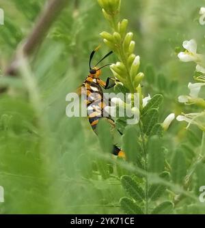 Texas Wasp Moth, Horama panthalon, on coral vine, Antigonon leptopus ...