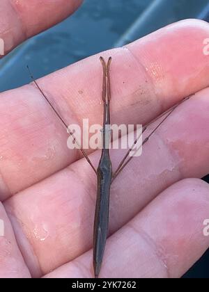 Brown Waterscorpion (Ranatra fusca Stock Photo - Alamy