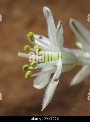Red Squill (Drimia sanguinea Stock Photo - Alamy