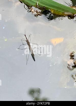 Common Water Measurer (Hydrometra stagnorum) Insecta Stock Photo - Alamy