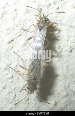 False chinch bugs (Nysius Stock Photo - Alamy