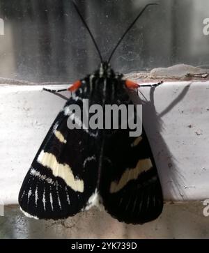 Australian Grapevine Moth (Phalaenoides glycinae Stock Photo - Alamy