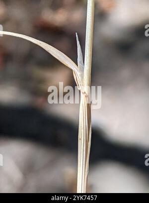 bristly dogtail grass (Cynosurus echinatus Stock Photo - Alamy