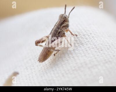 Spur-throated Grasshoppers (Melanoplinae Stock Photo - Alamy