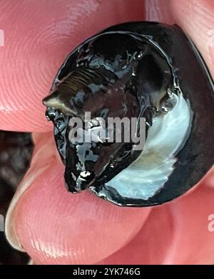 Black Tegula (Tegula funebralis Stock Photo - Alamy