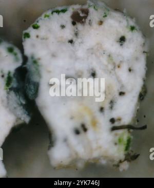 wart lichens, water lichens, and allies (Pertusariales Stock Photo - Alamy