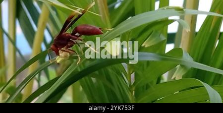 Neotropical Red Paper Wasp (Polistes canadensis Stock Photo - Alamy