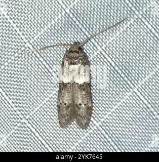 Acorn Moth (Blastobasis glandulella Stock Photo - Alamy